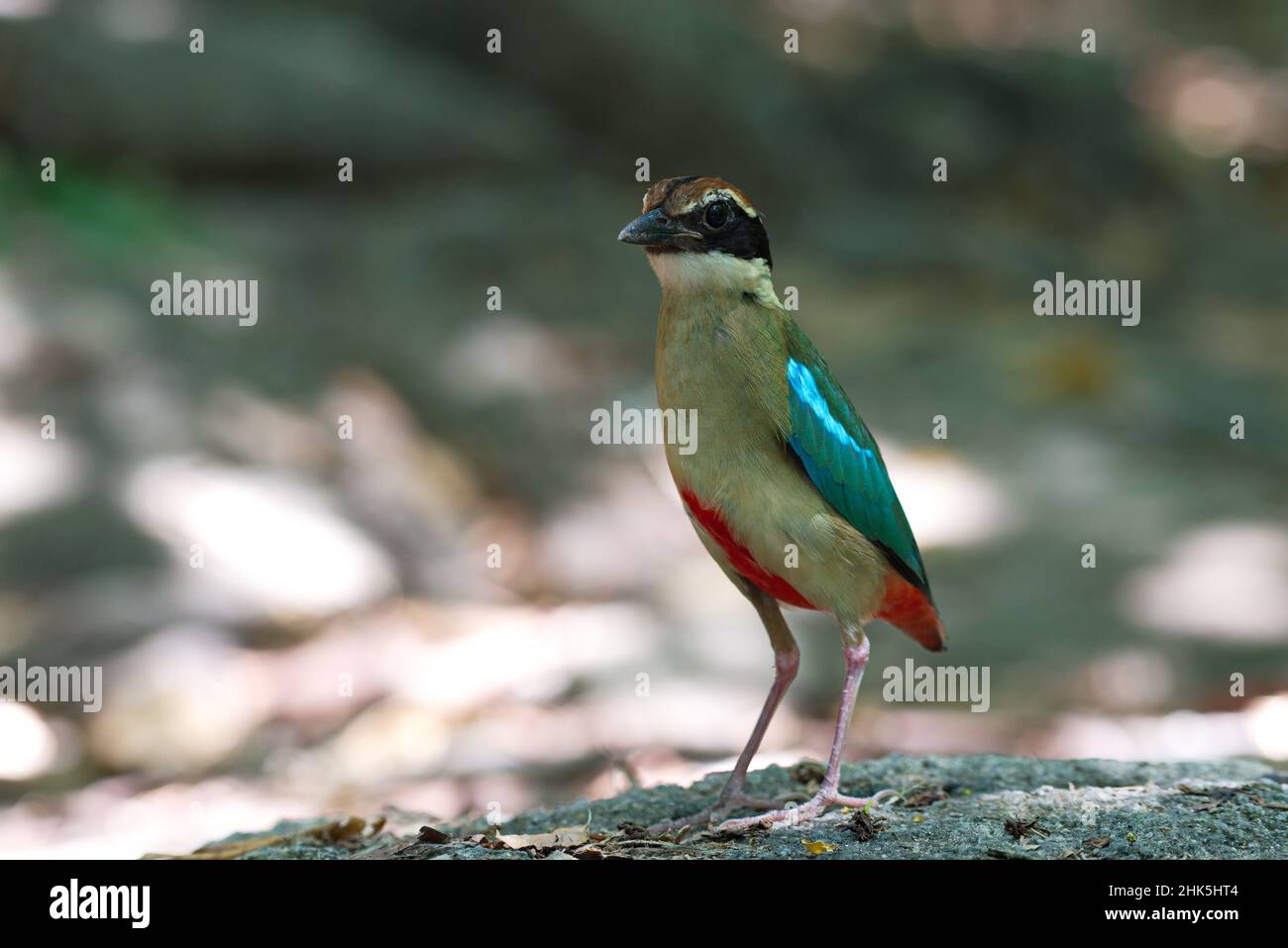 Fairy PittaVariety of Pitta birds Stock Photo - Alamy