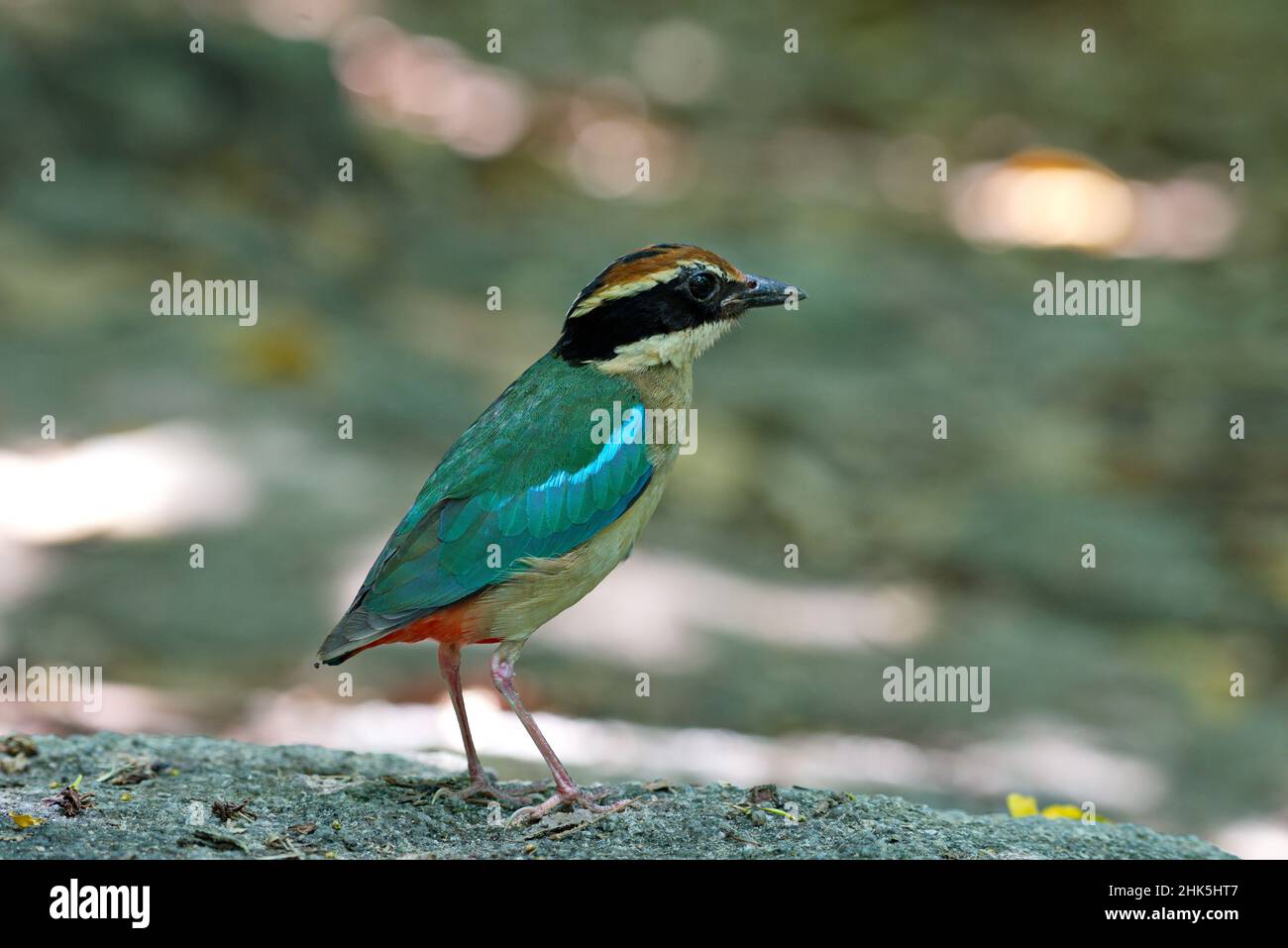 Fairy PittaVariety of Pitta birds Stock Photo - Alamy
