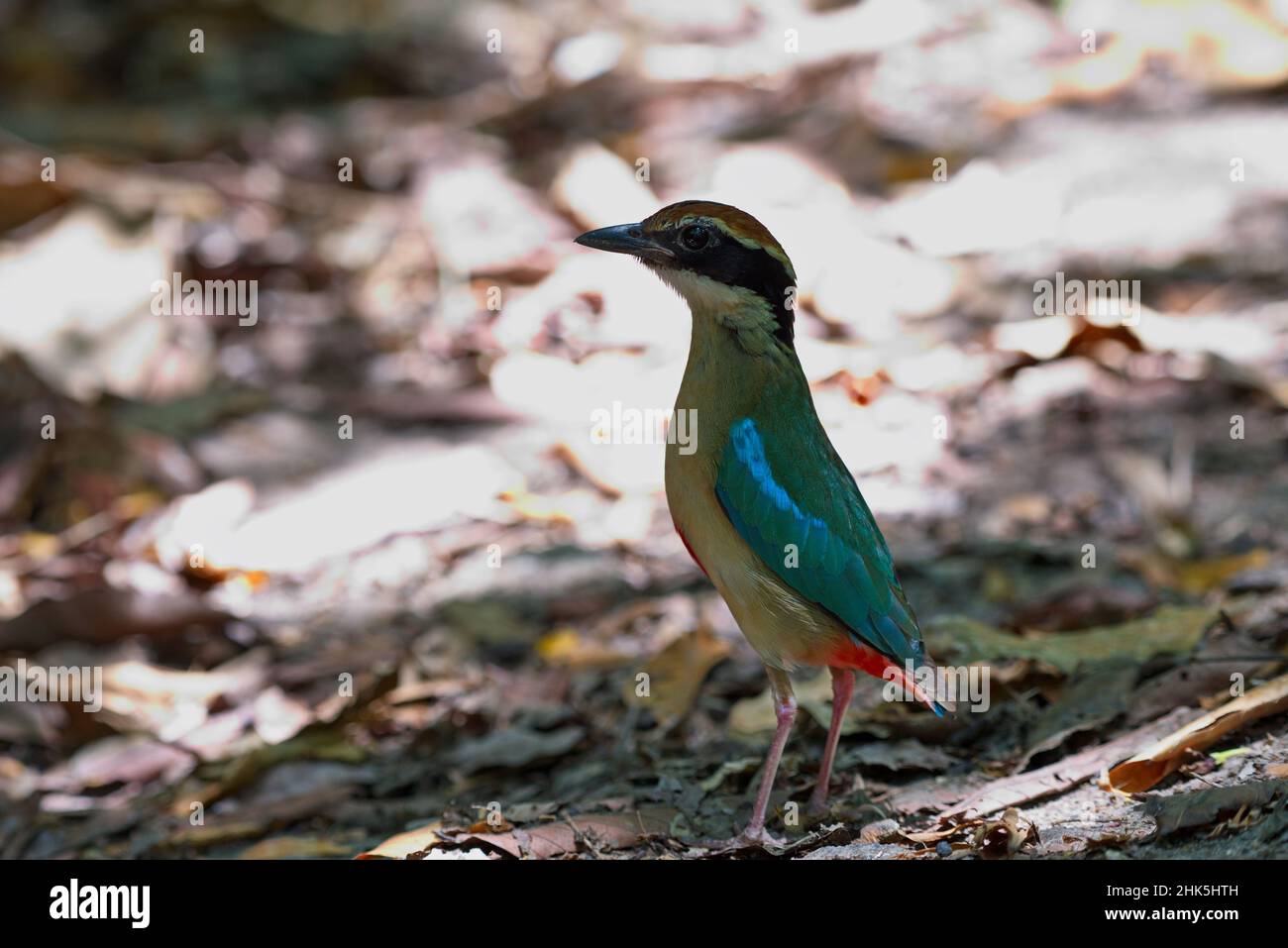 Fairy PittaVariety of Pitta birds Stock Photo - Alamy