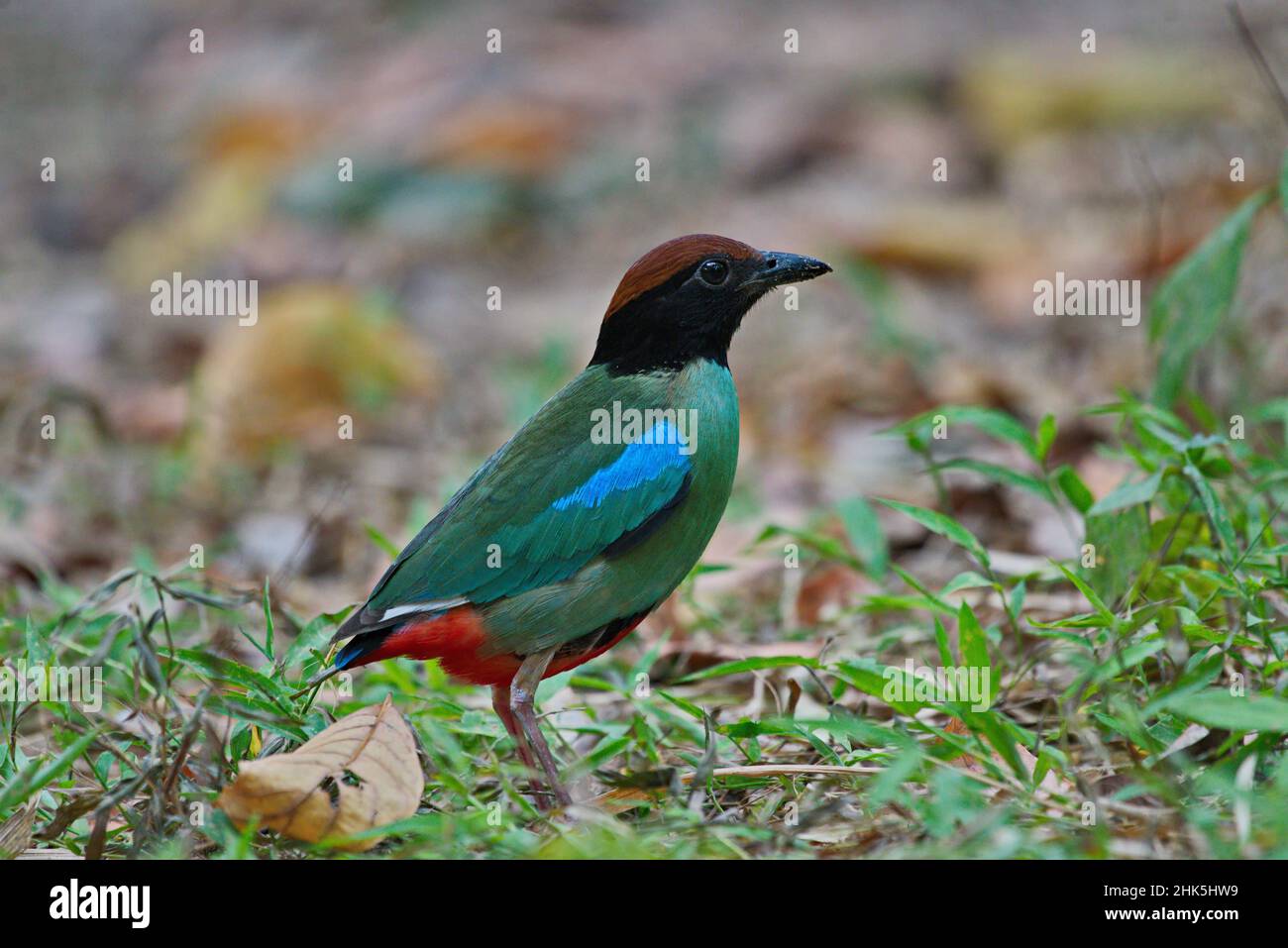 Variety of Pitta birds Stock Photo - Alamy