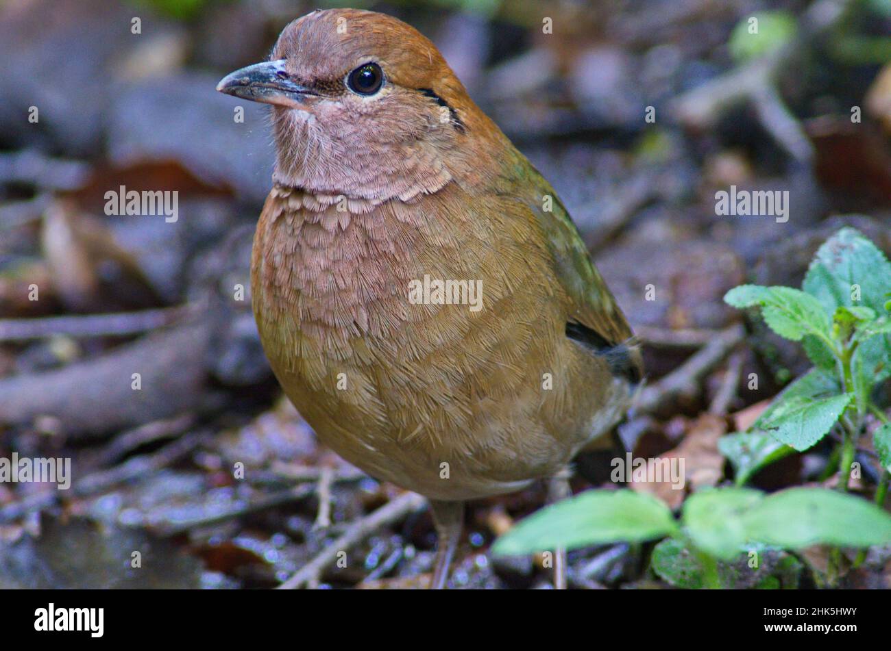 Variety of Pitta birds Stock Photo - Alamy