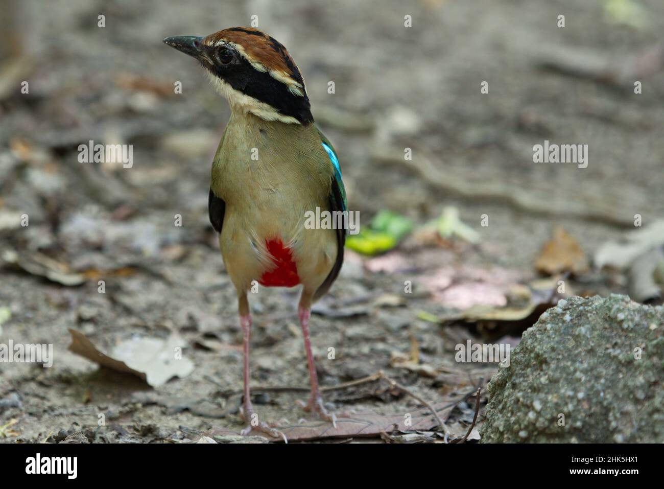 Fairy PittaVariety of Pitta birds Stock Photo - Alamy