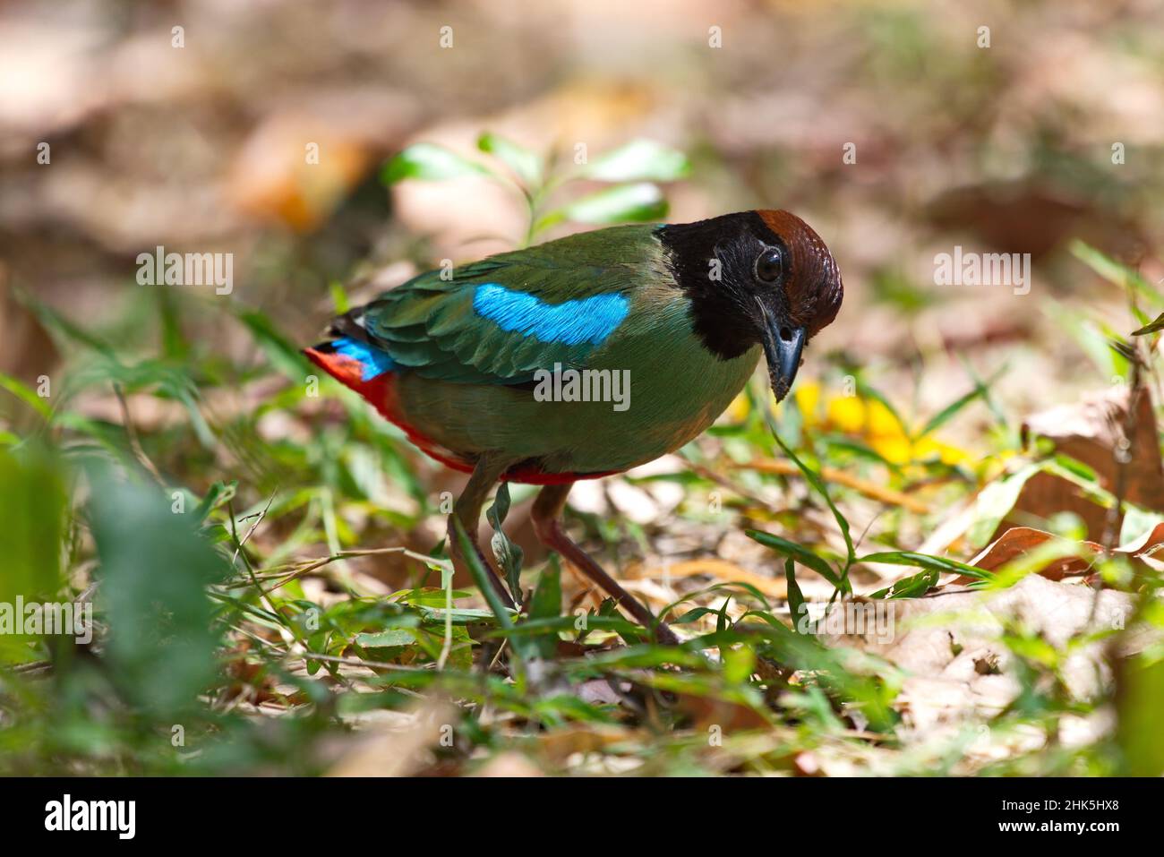 Variety of Pitta birds Stock Photo - Alamy