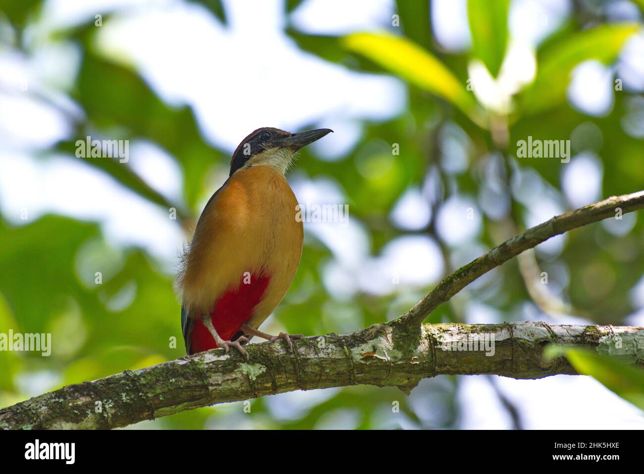 Variety of Pitta birds Stock Photo - Alamy