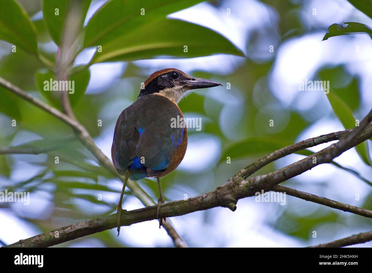 Variety of Pitta birds Stock Photo - Alamy