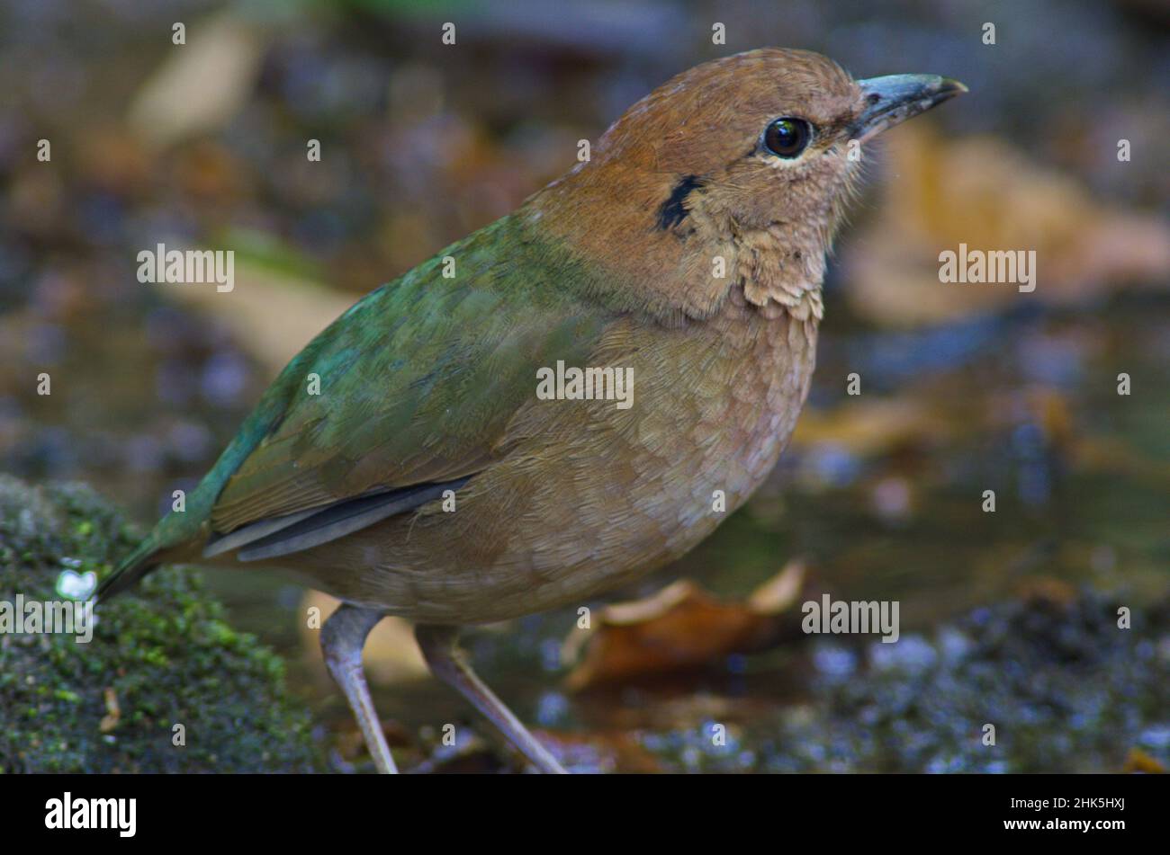 Mangrove pitta bird hi-res stock photography and images - Alamy