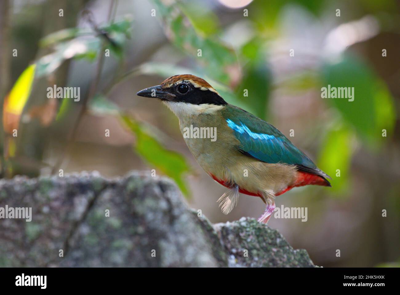 Fairy PittaVariety of Pitta birds Stock Photo - Alamy