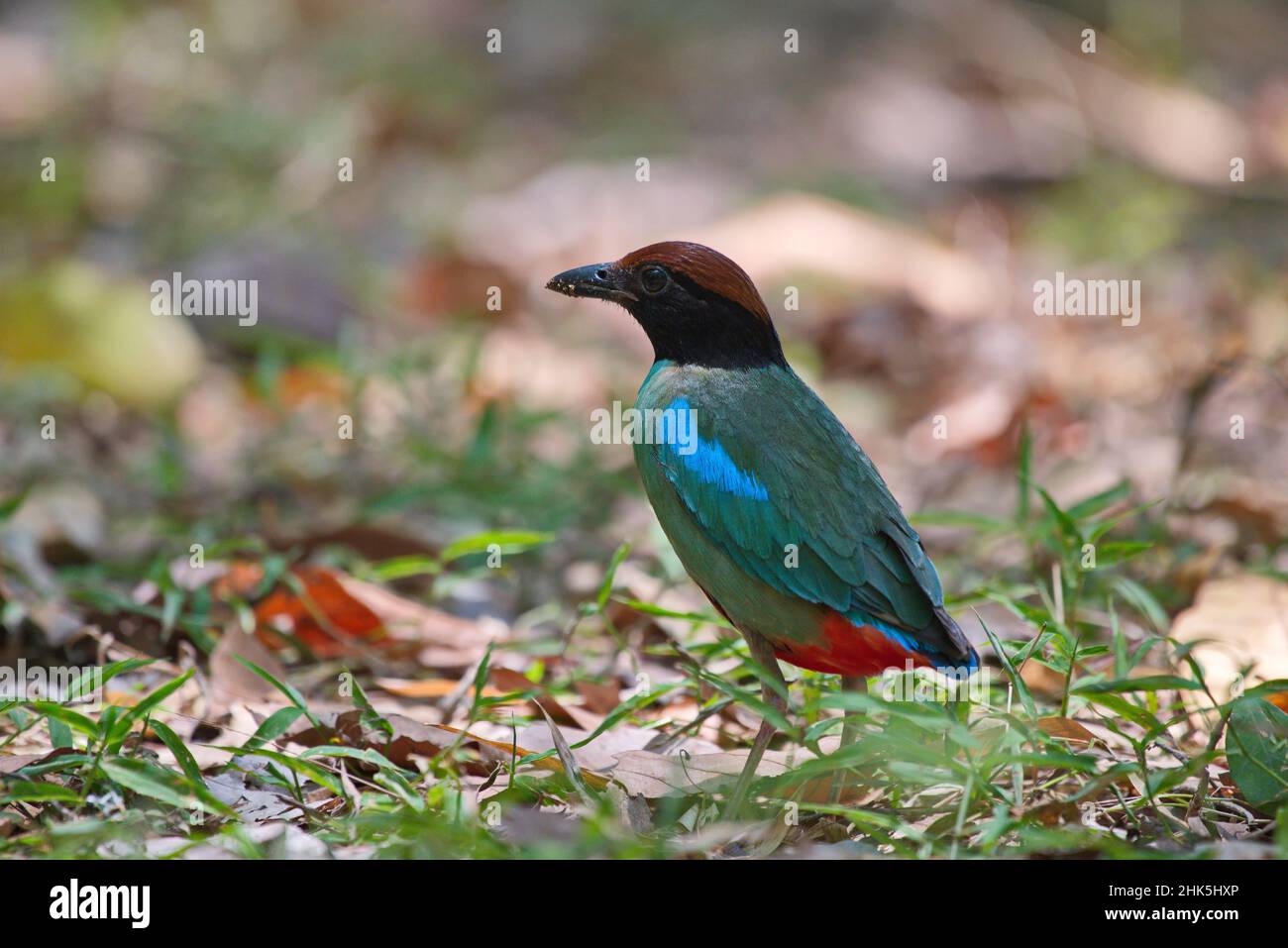 Variety of Pitta birds Stock Photo - Alamy
