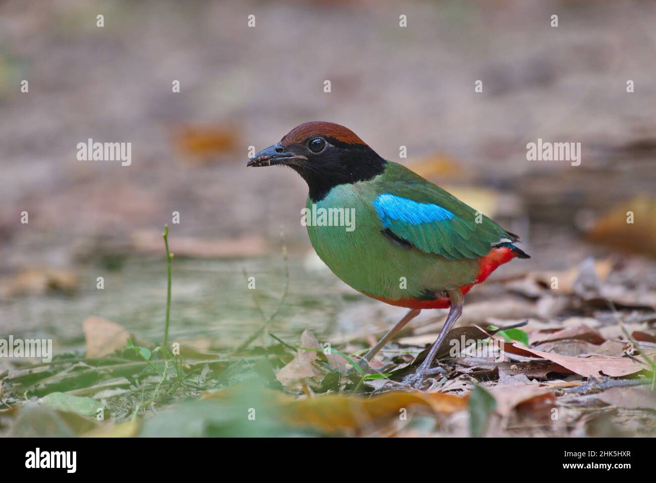 Variety of Pitta birds Stock Photo - Alamy