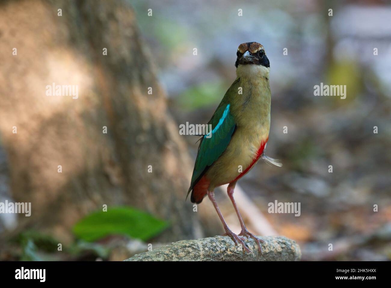 Fairy PittaVariety of Pitta birds Stock Photo - Alamy
