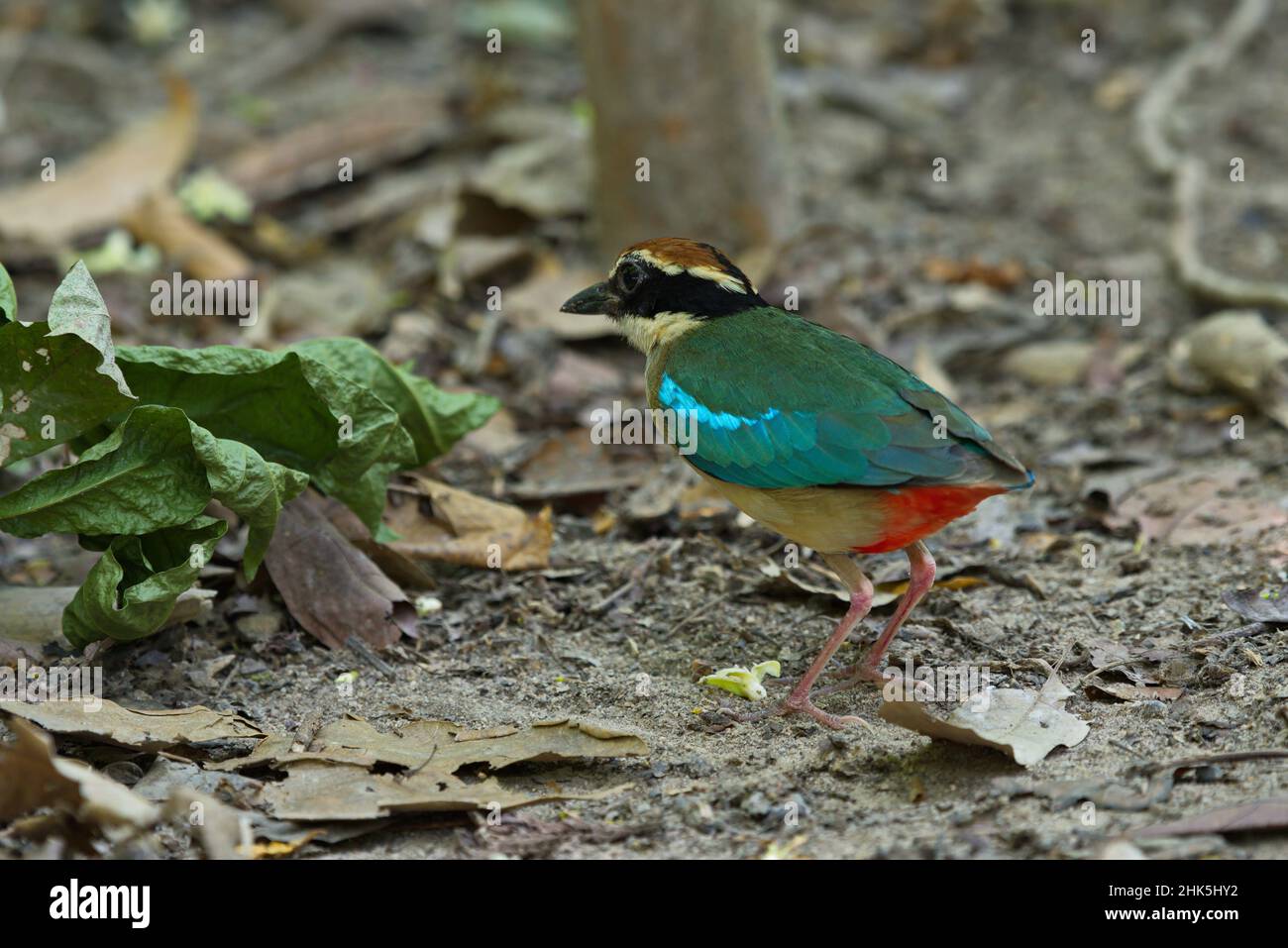 Fairy PittaVariety of Pitta birds Stock Photo - Alamy