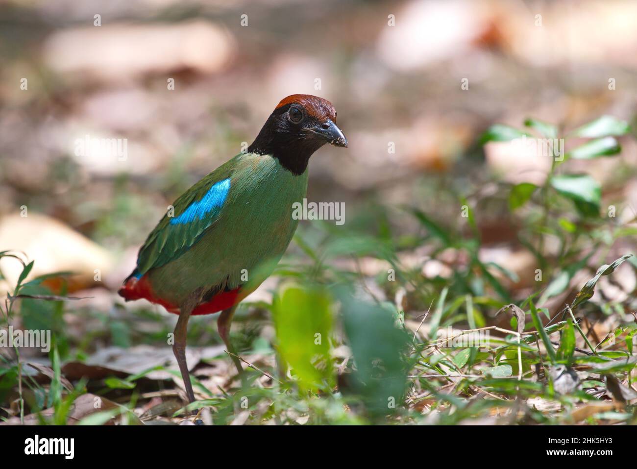 Blue naped pitta hi-res stock photography and images - Alamy