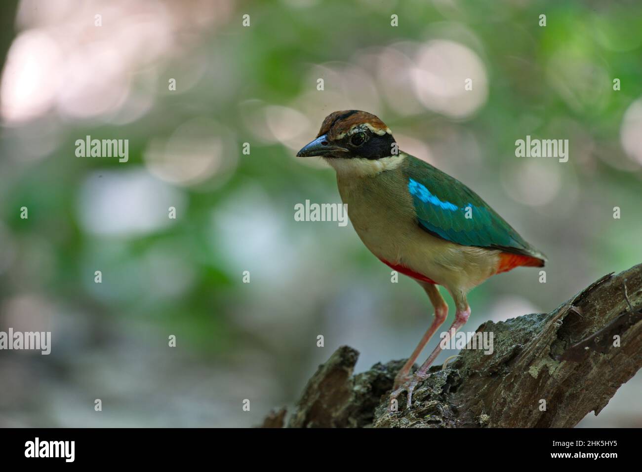 Fairy PittaVariety of Pitta birds Stock Photo - Alamy