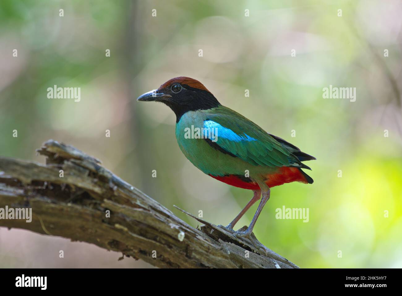 Variety of Pitta birds Stock Photo - Alamy