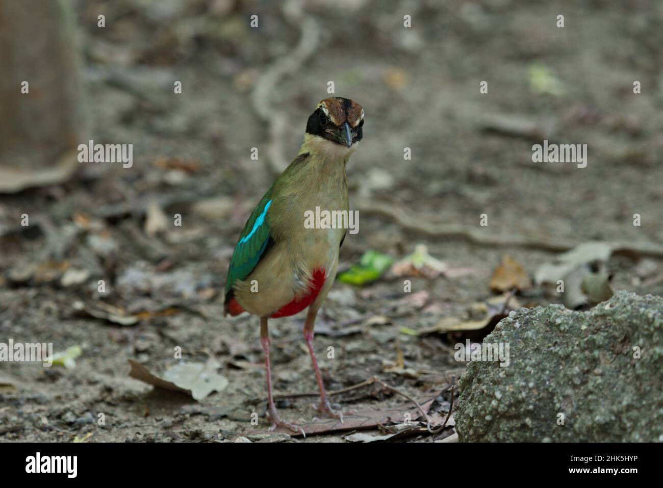 Fairy PittaVariety of Pitta birds Stock Photo - Alamy