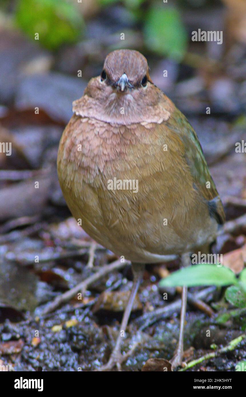 Mangrove pitta bird hi-res stock photography and images - Alamy