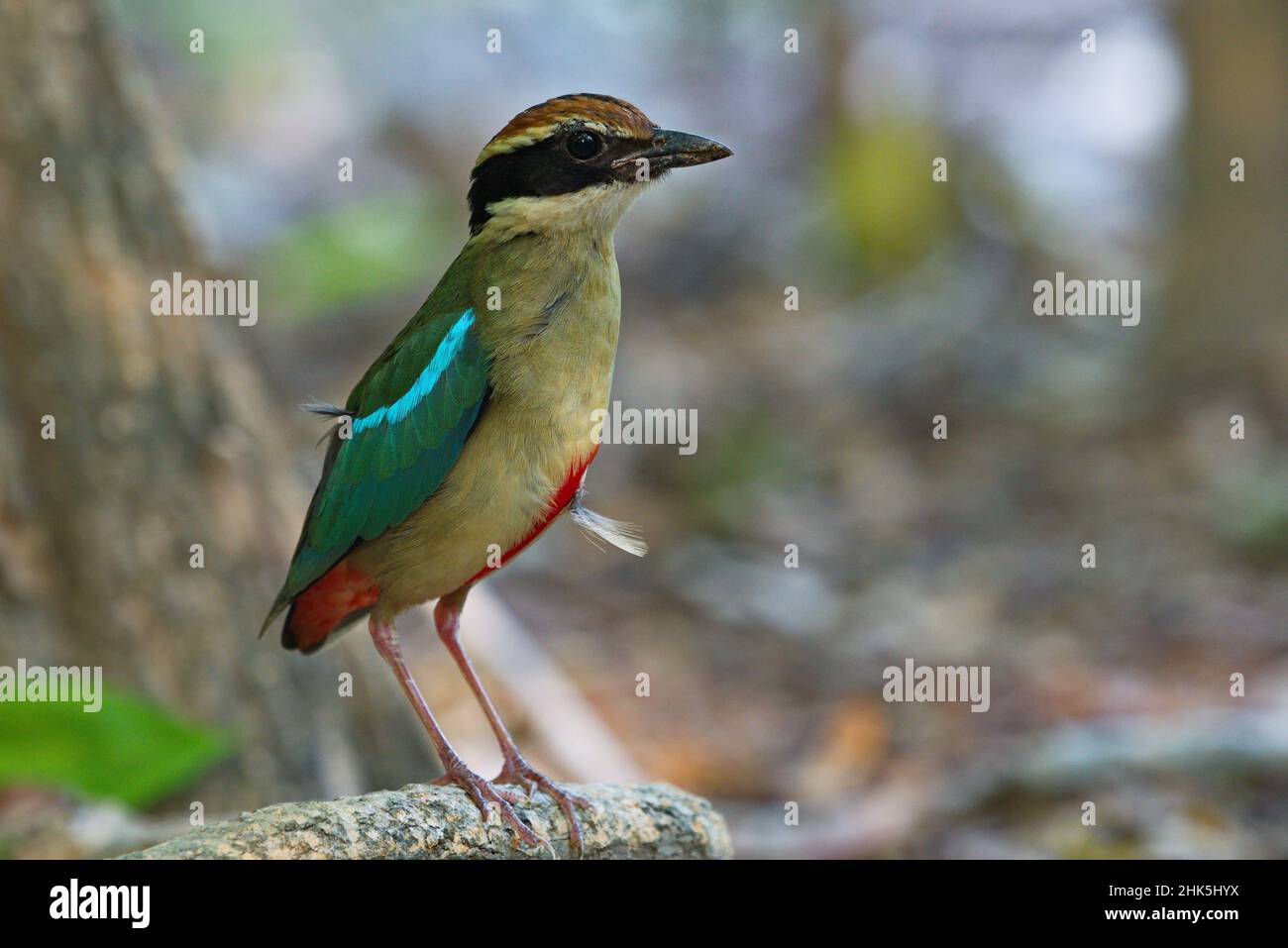 Bird with fecal sac hi-res stock photography and images - Alamy
