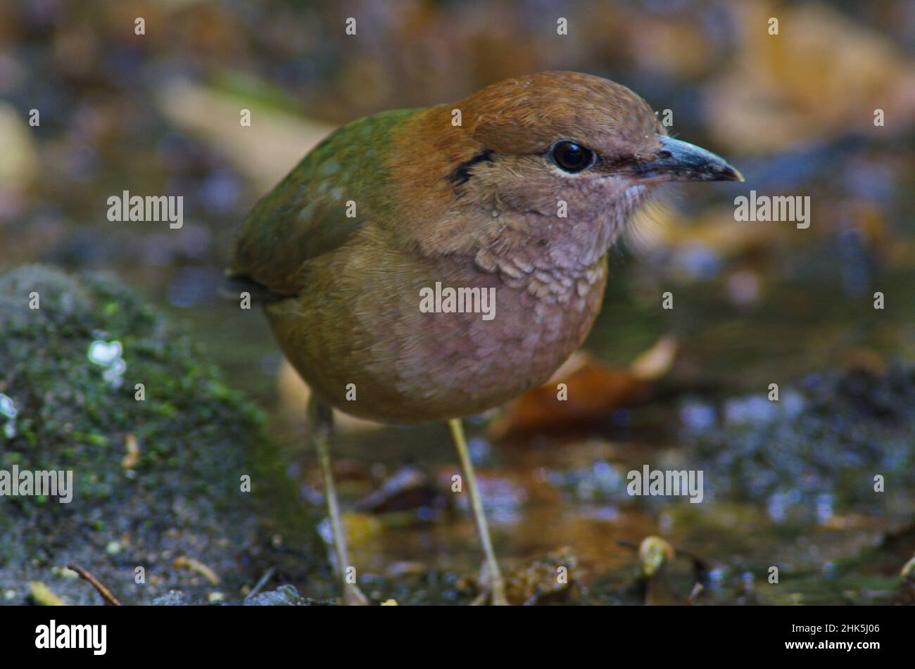 Variety of Pitta birds Stock Photo - Alamy