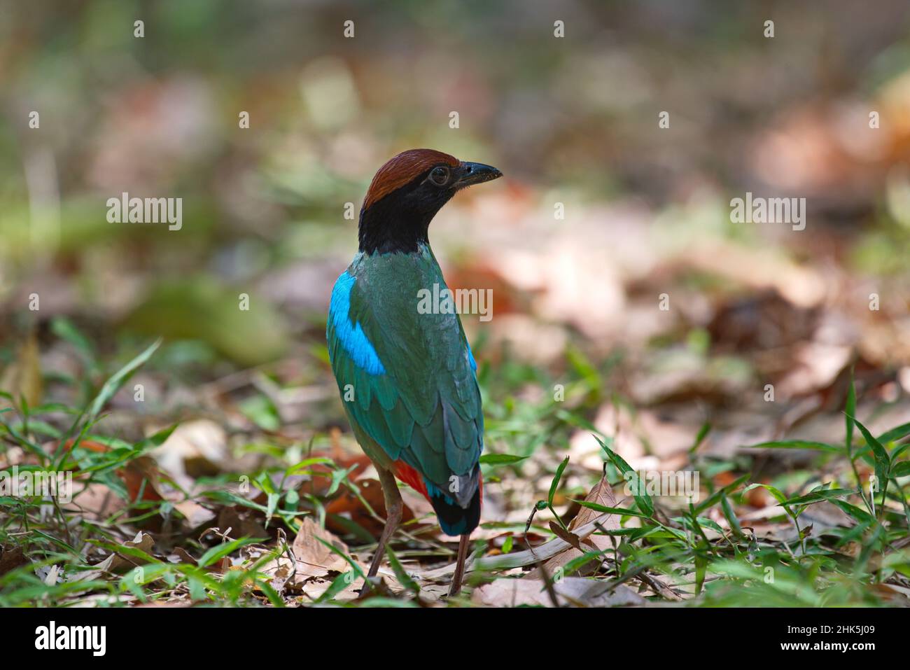 Variety of Pitta birds Stock Photo - Alamy