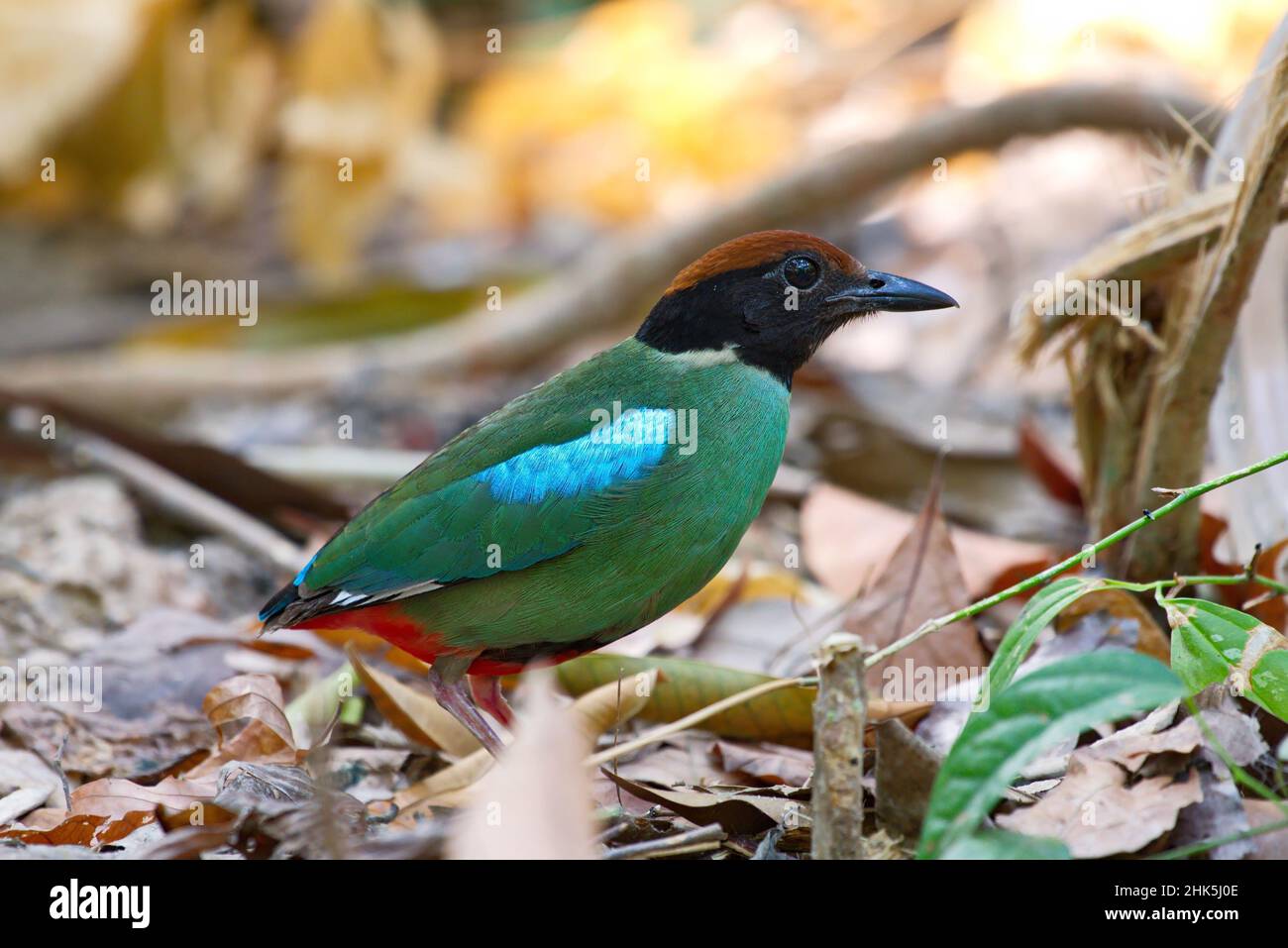Variety of Pitta birds Stock Photo - Alamy