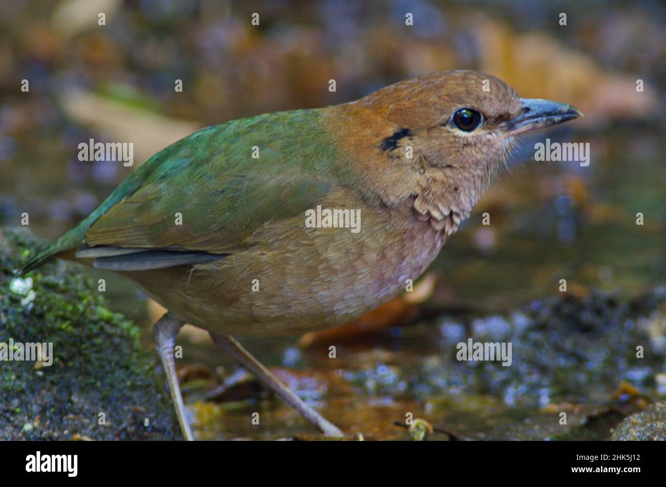 Variety of Pitta birds Stock Photo - Alamy