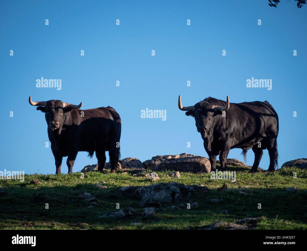 Angry looking bull hi-res stock photography and images - Alamy
