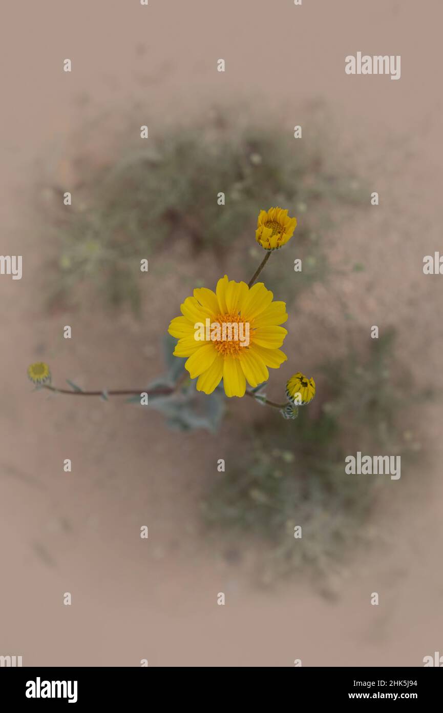 Desert globemallow, wildflower, in the desert of Southern California ...