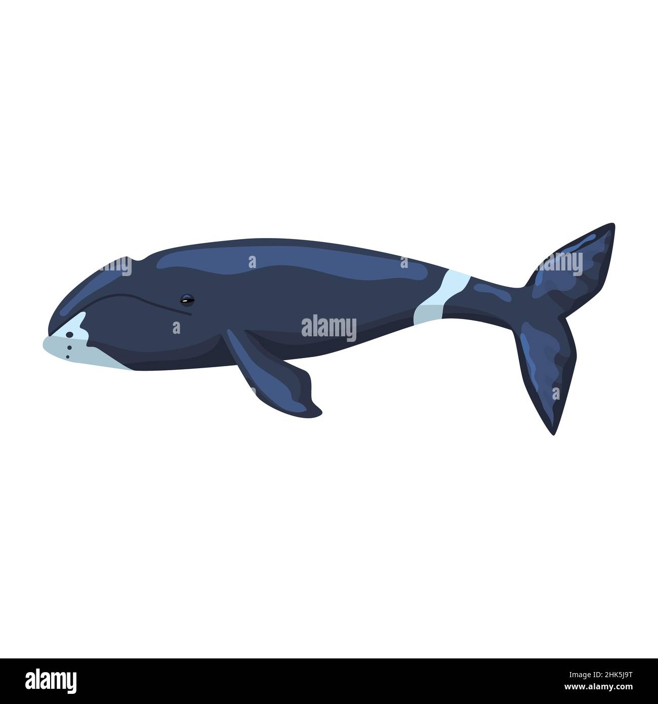 Bowhead whale isolated on white background. Cartoon character of ocean ...