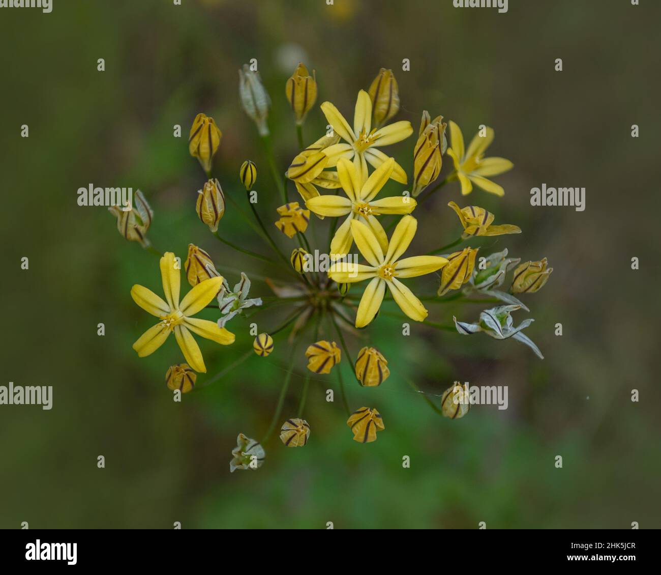 Brodiaea lutea, commonly known as Golden Brodiaea, close-up of flowers ...