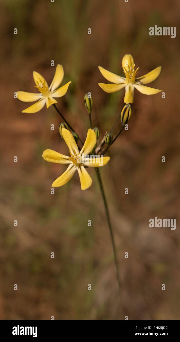 Brodiaea lutea hi-res stock photography and images - Alamy