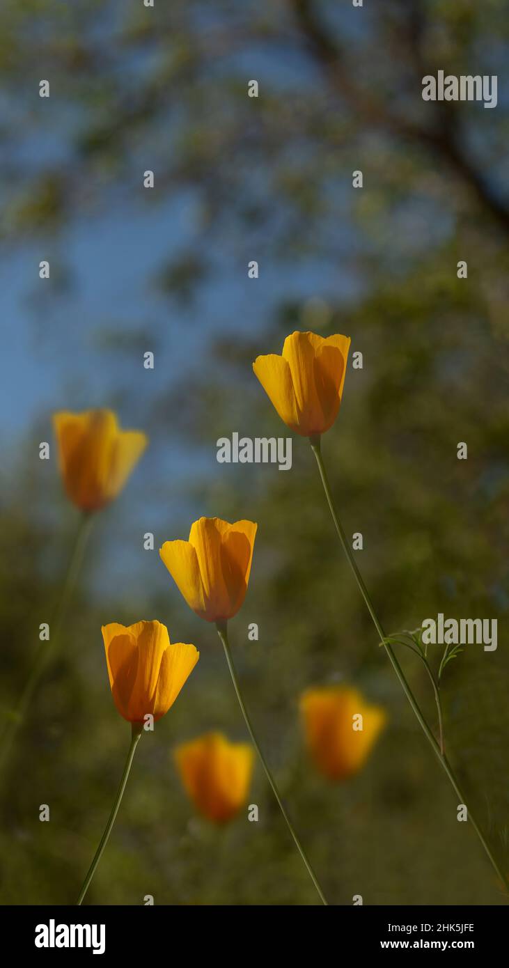 Tufted Poppy , Eschscholzia caespitosa , orange color wildflowers in ...