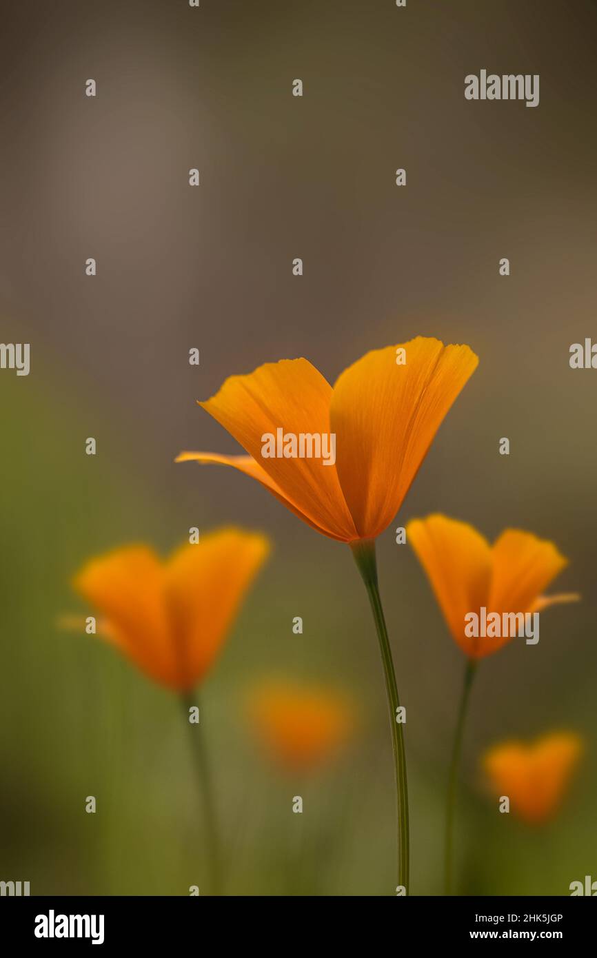 Tufted Poppy , Eschscholzia caespitosa , orange color wildflowers in ...