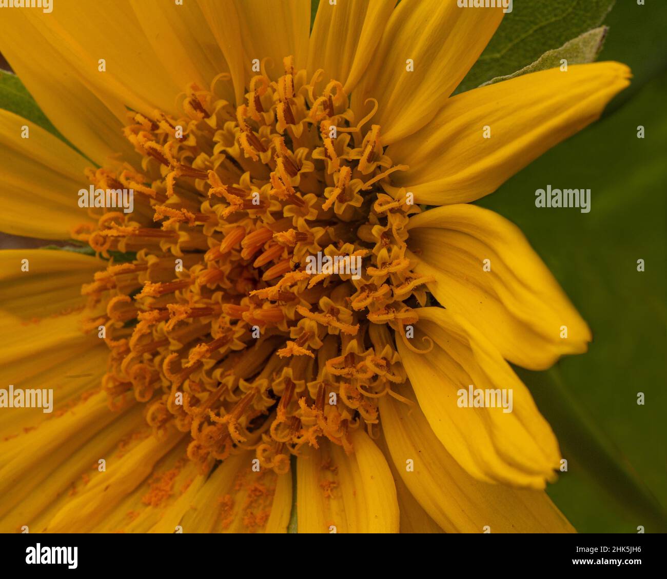 Foothill mule ears hi-res stock photography and images - Alamy