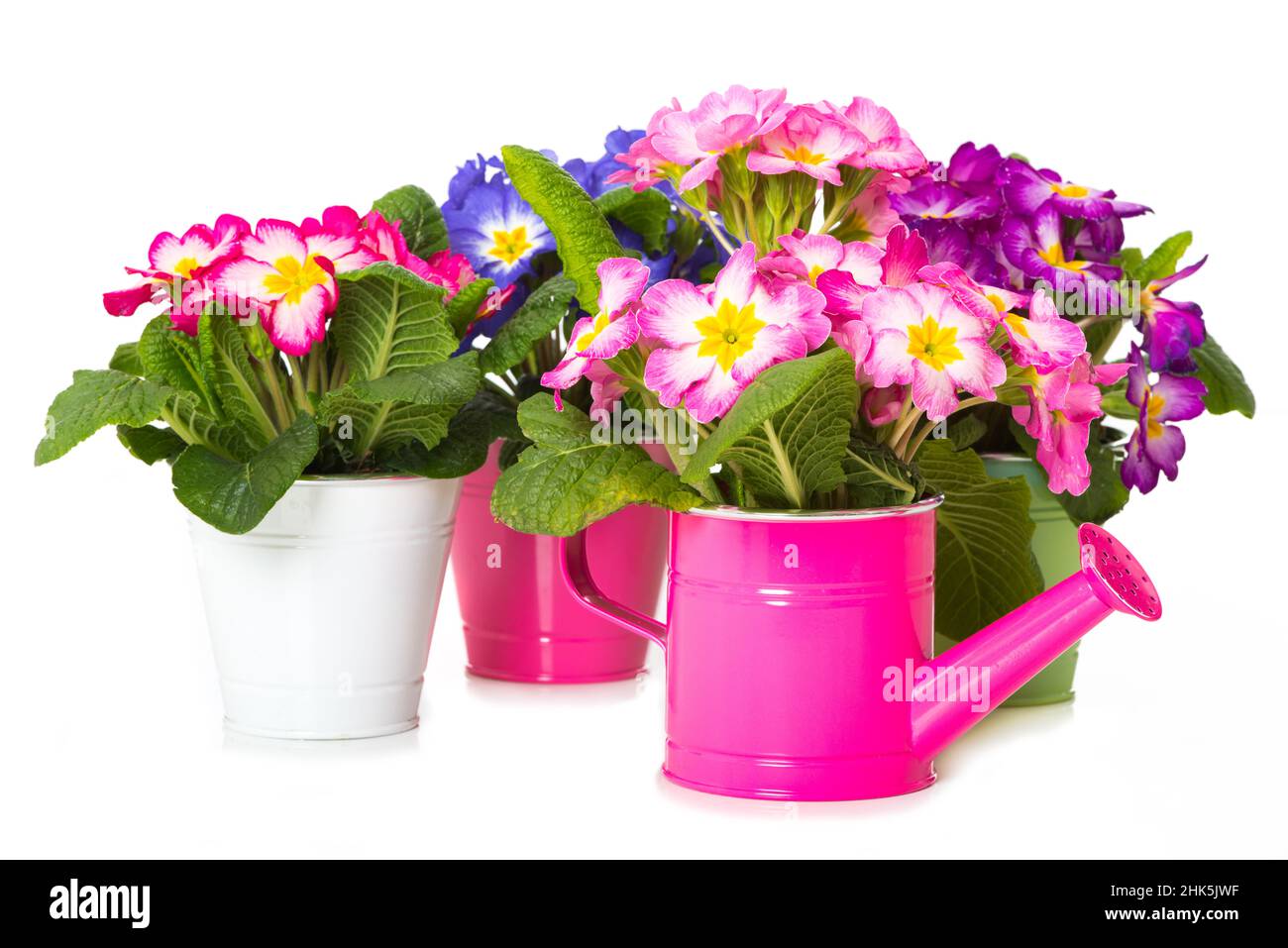 Primula flowers Cut Out Stock Images & Pictures - Alamy