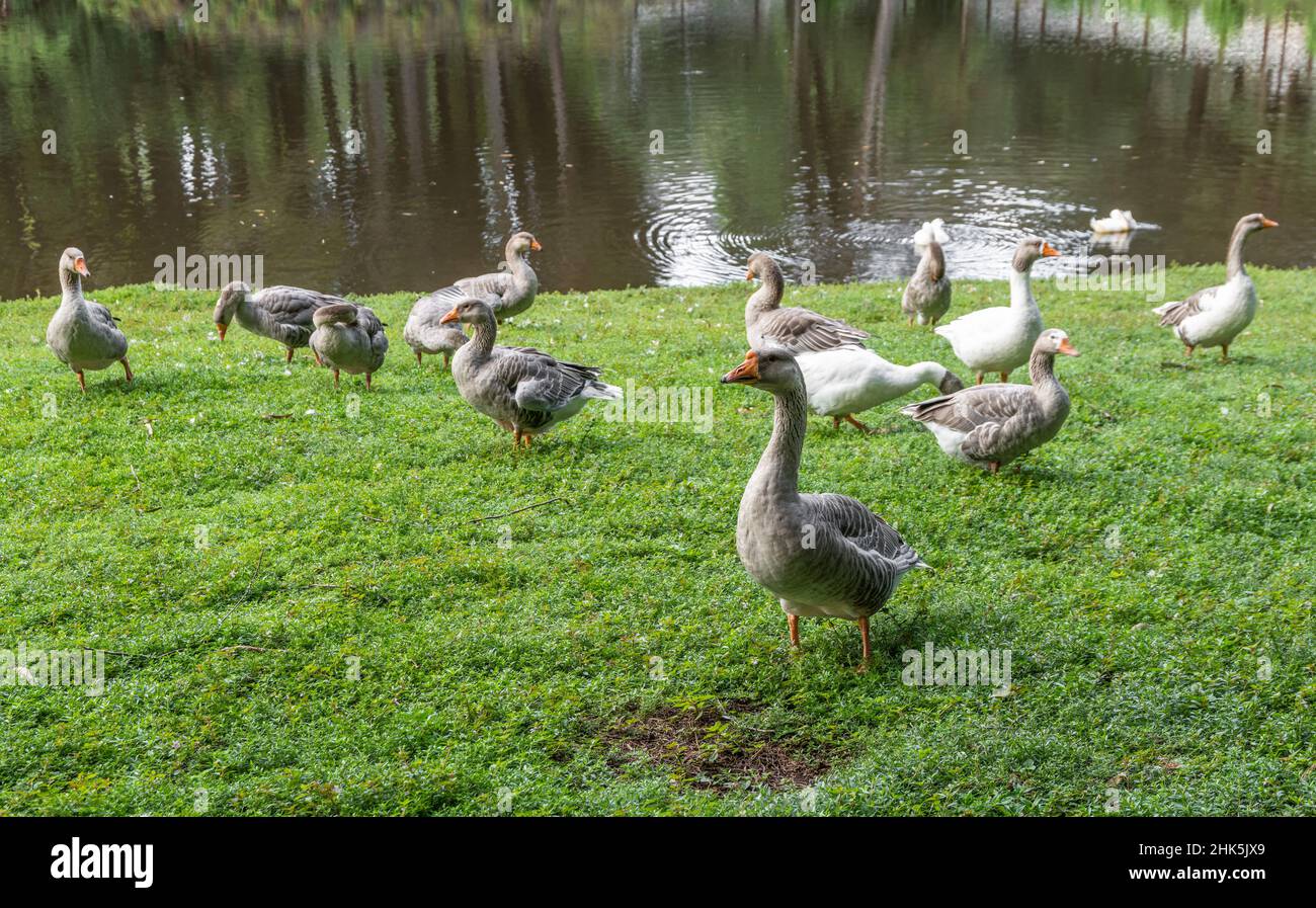A flock of geese beside a lake in souteastern Brazil Stock Photo - Alamy
