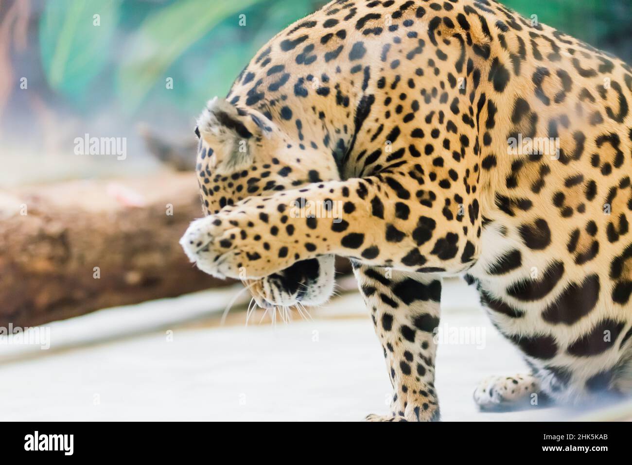 Pantera pardus black hi-res stock photography and images - Alamy