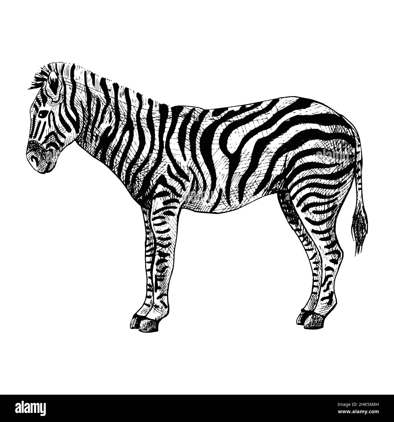 Zebra isolated on white background. Sketch graphic striped animal ...