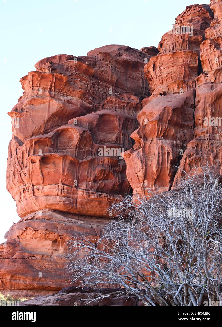 Foliage in the desert hi-res stock photography and images - Alamy