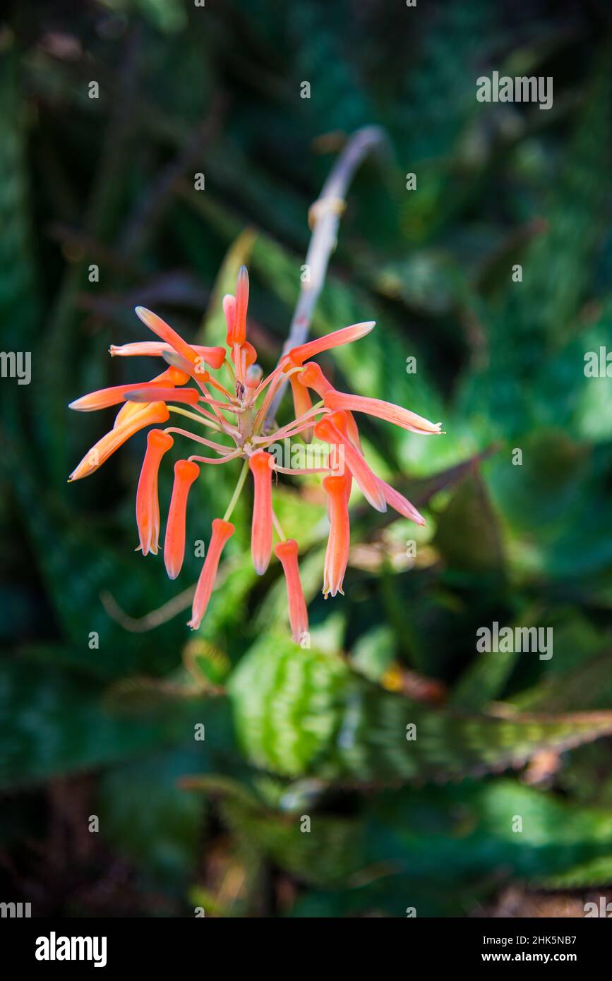 Orange agave flower in the summer garden Stock Photo - Alamy
