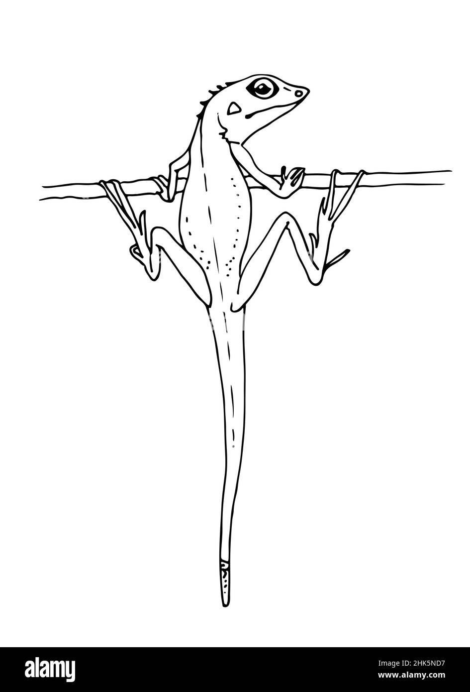 Lizard vector illustration isolated on white background, hand drawn ...