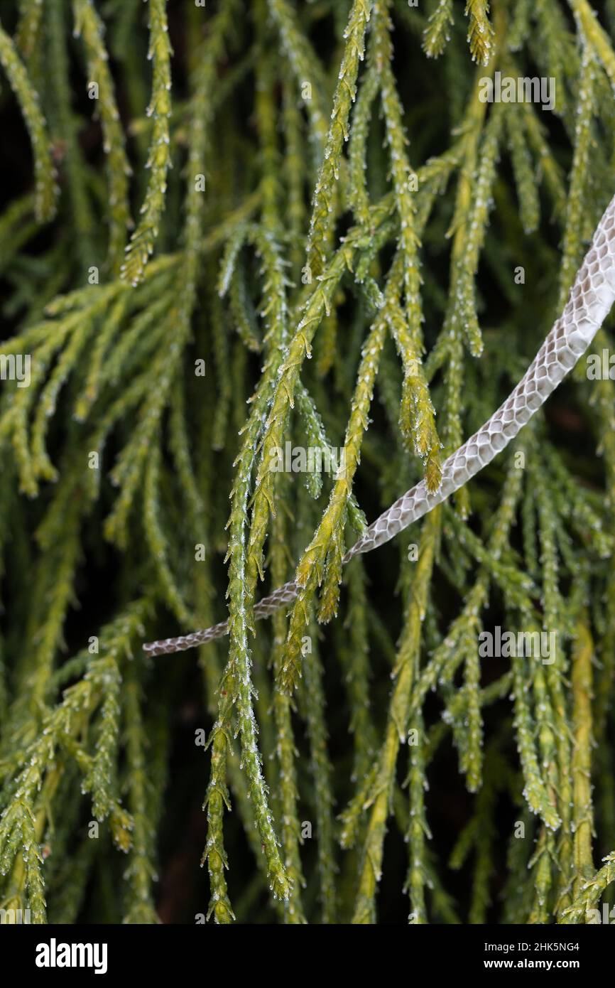 A shed snake skin in a tree Stock Photo - Alamy