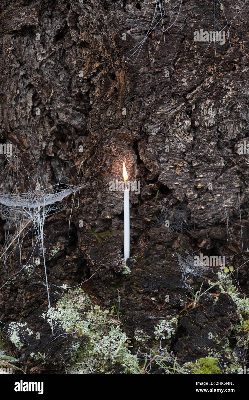 Burning tree bark hi-res stock photography and images - Alamy