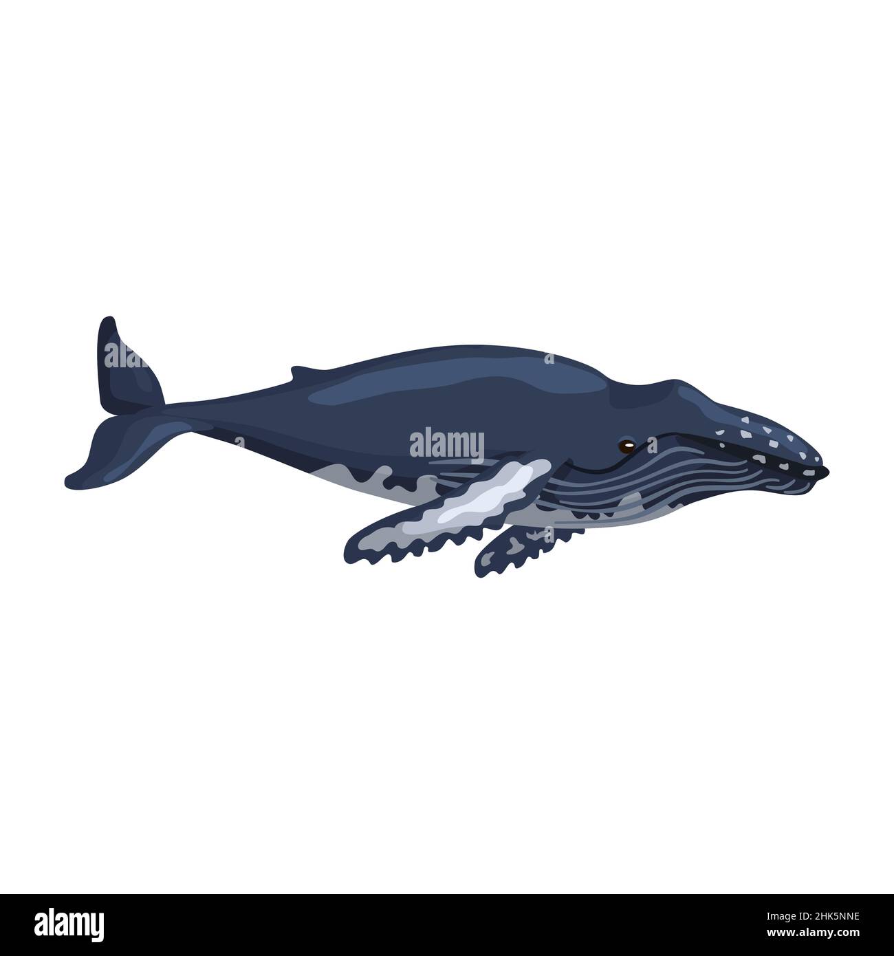 Cartoon Humpback Whale