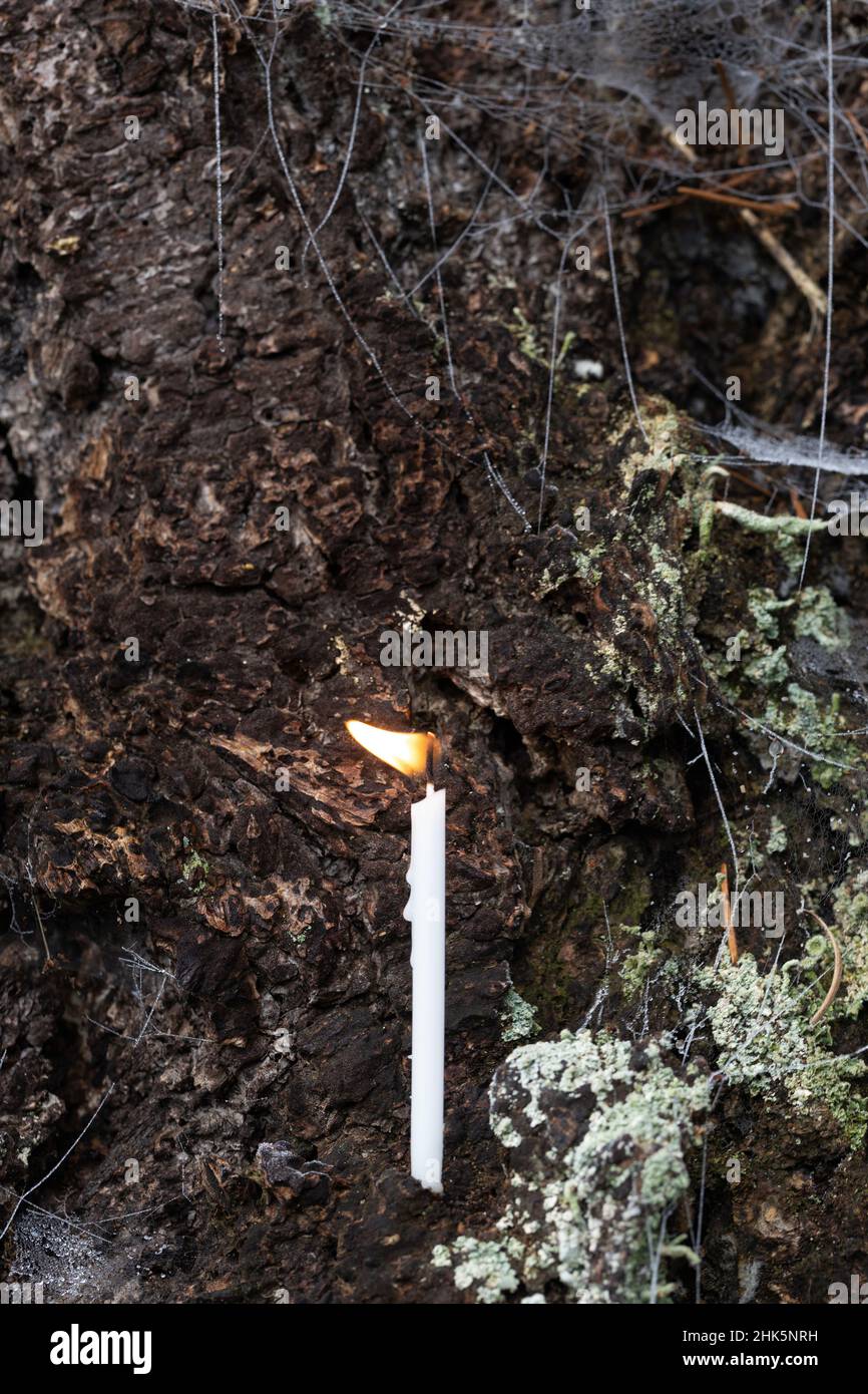 A lit candle in the bark of a mossy tree with cobwebs Stock Photo - Alamy