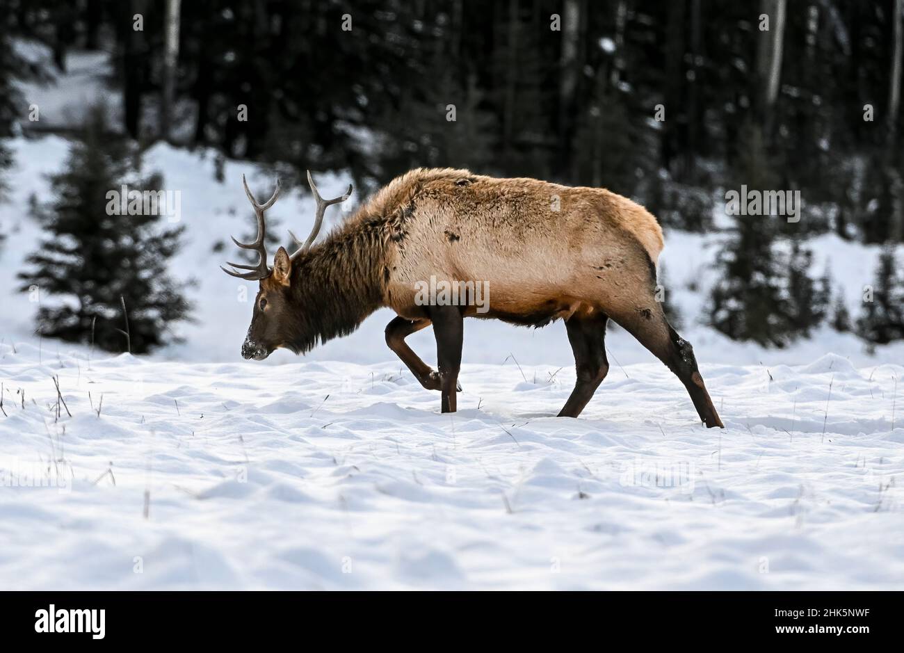 Young Bull Elk (Wapiti), (Cervus canadensis)feeding after first winter ...