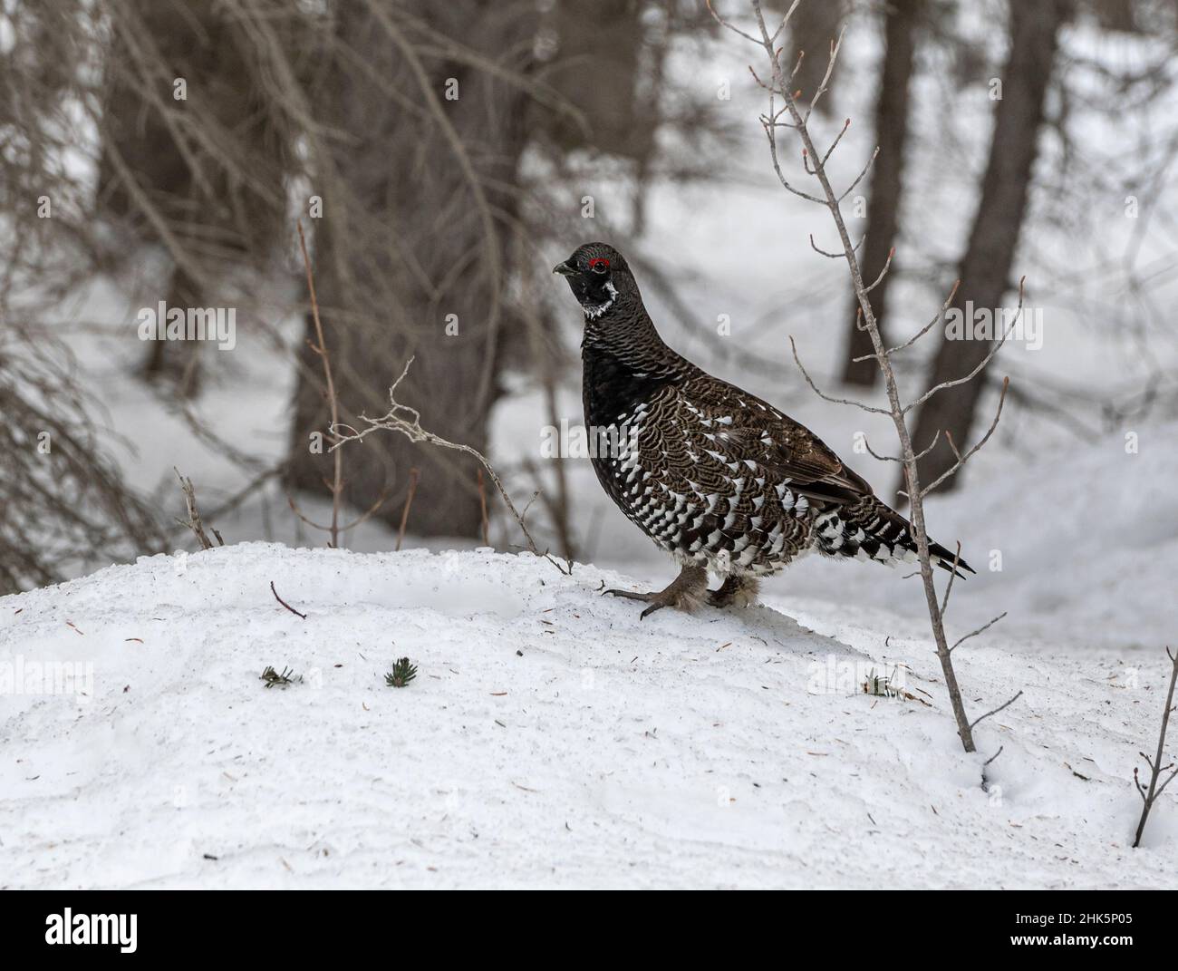 Spruce grouse (Falcipennis canadensis) forraging in snow, Spray Lakes ...
