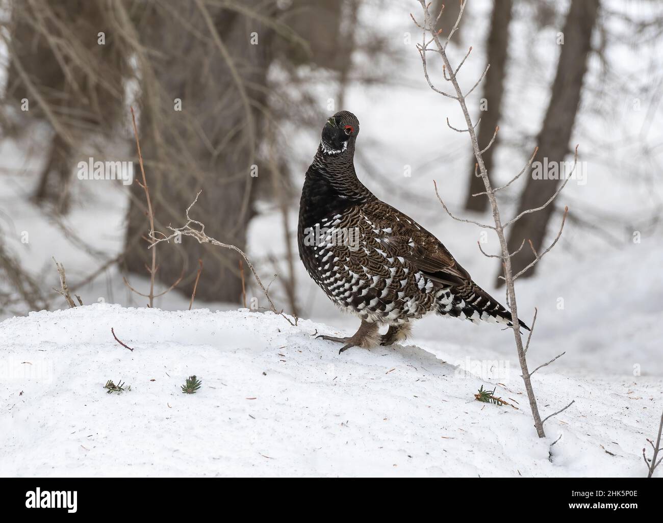 Spruce grouse (Falcipennis canadensis) forraging in snow, Spray Lakes ...