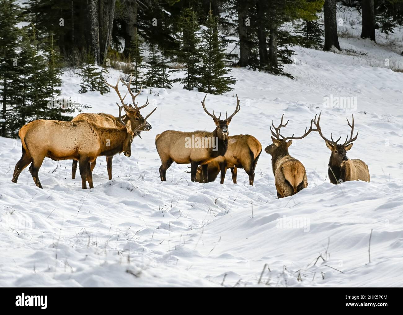 Young Bull Elk (Wapiti), (Cervus canadensis) feeding after first winter ...