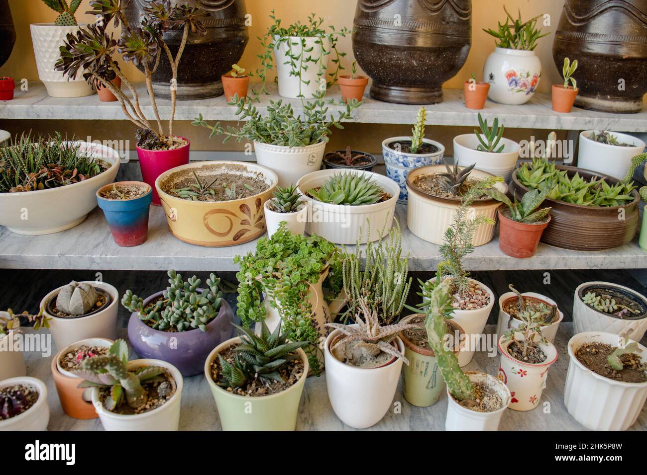 Cacti display cactus hi-res stock photography and images - Alamy