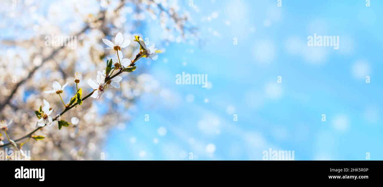 Spring nature background with cherry blossoms and clear fresh blue sky ...